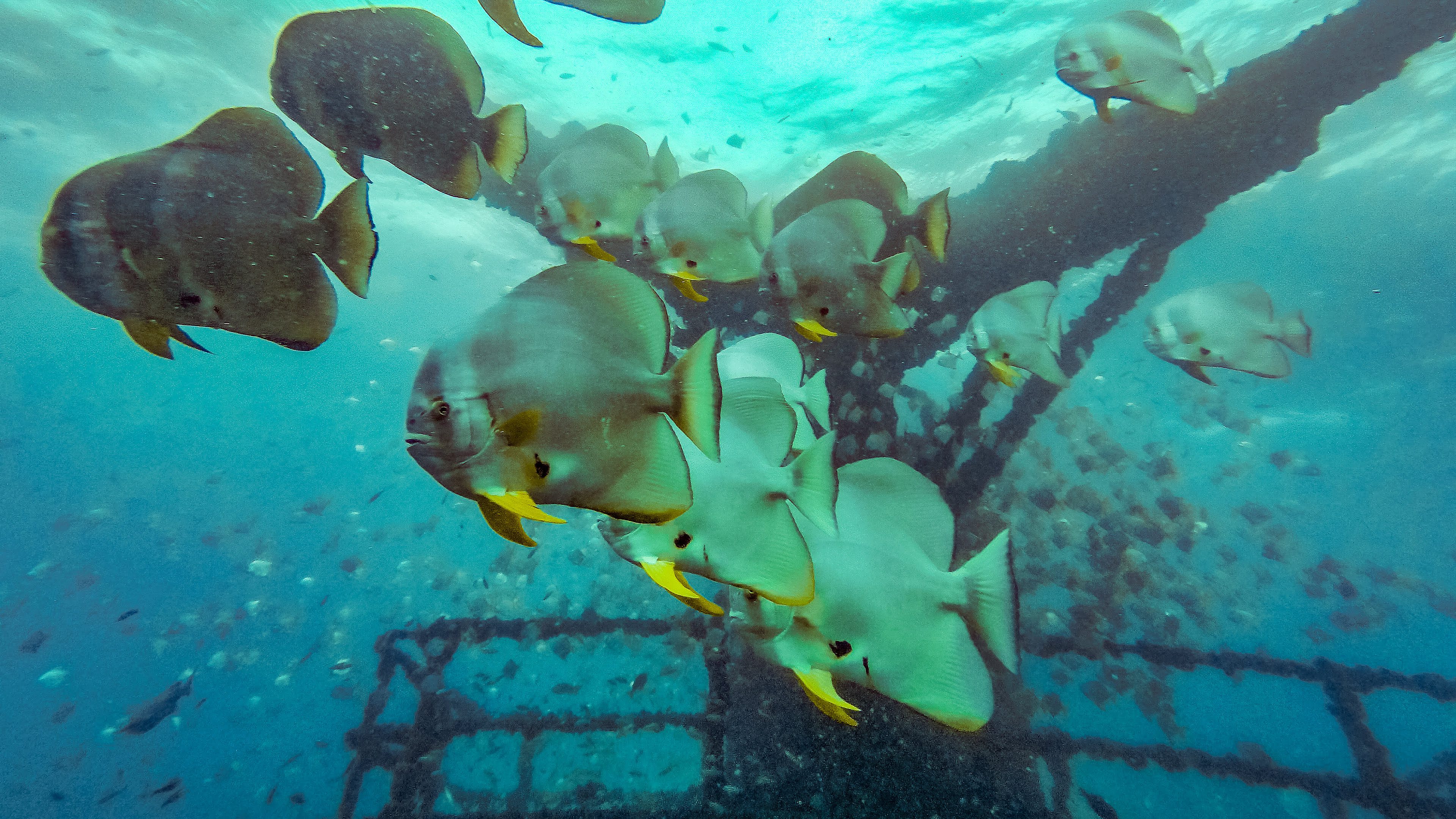 Sunrise Single HMAS Dive - Sunreef