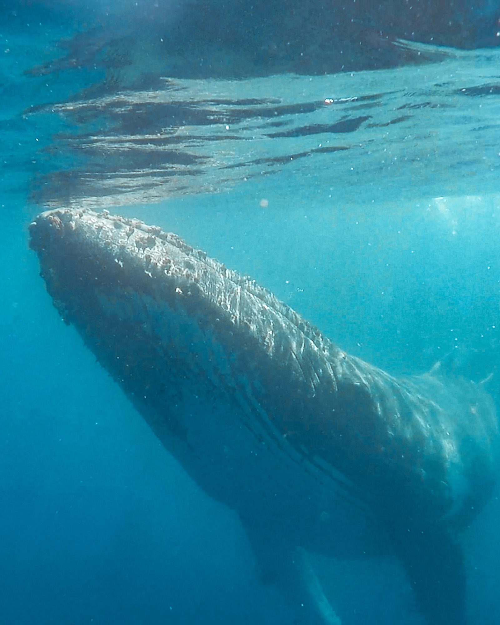 Whale Experiences - Sunreef